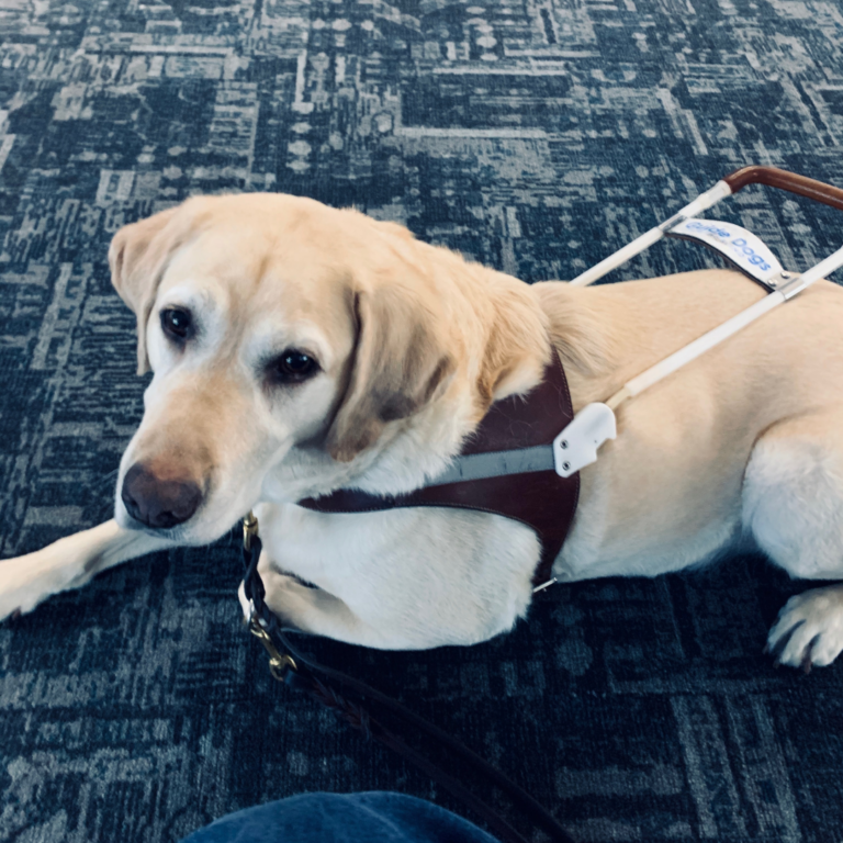 Guide Dog Etiquette: What you should and shouldn't do - Clovernook ...