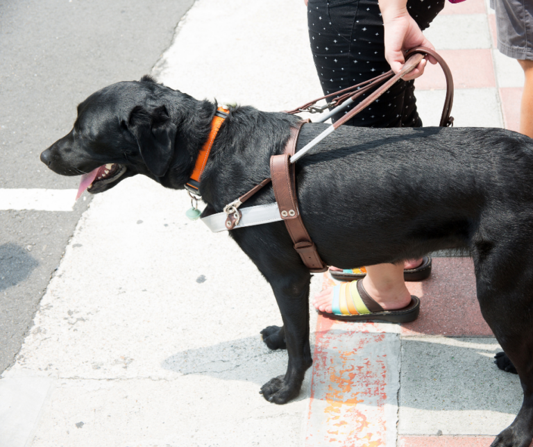 Guide Dogs Vs. White Canes: The Comprehensive Comparison - Clovernook ...